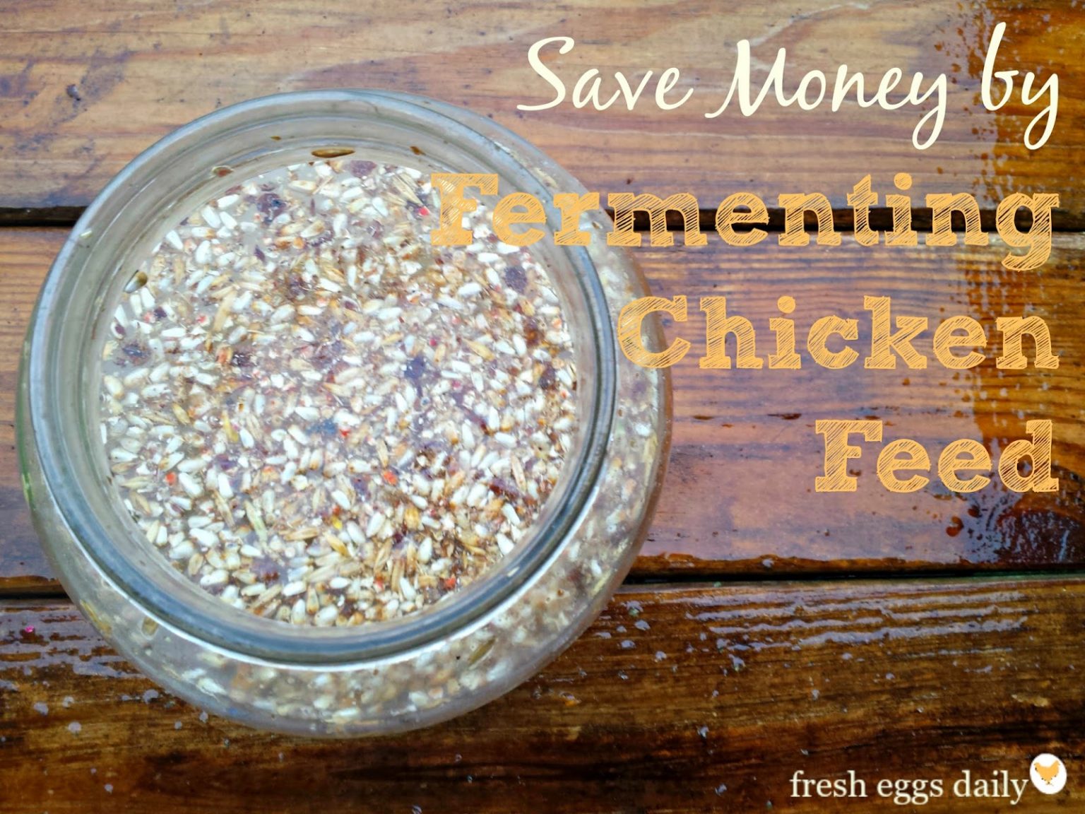 10 Tips for Fermenting Chicken Feed - Backyard Poultry